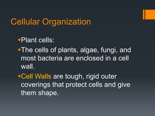 cell ebrate science.pptx