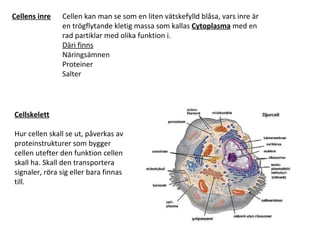 Cellen | PPT