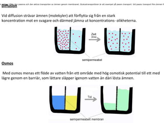 Cellen | PPT