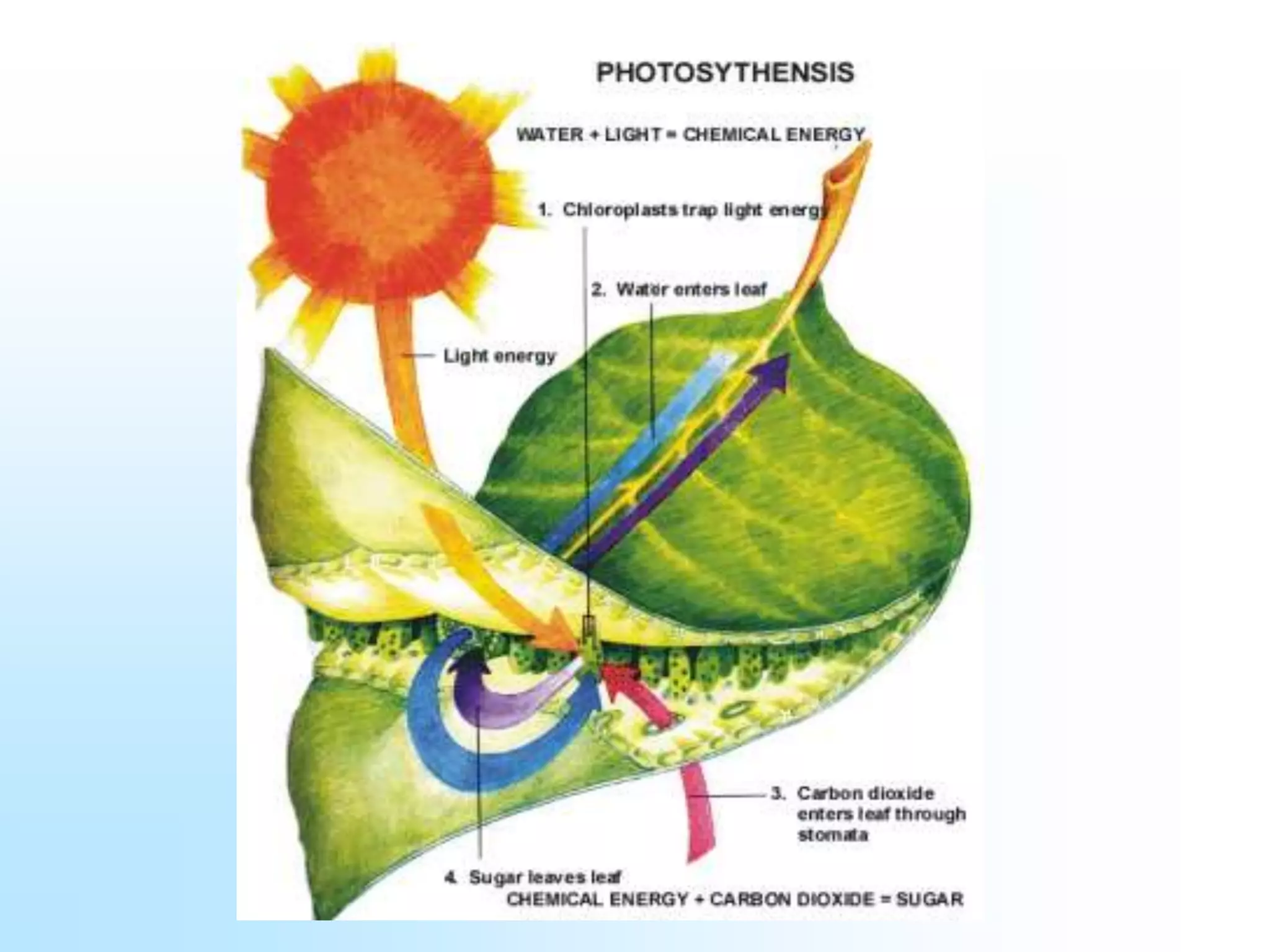 Cell energy | PPT