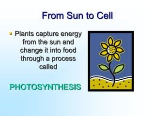 Cell energy | PPT