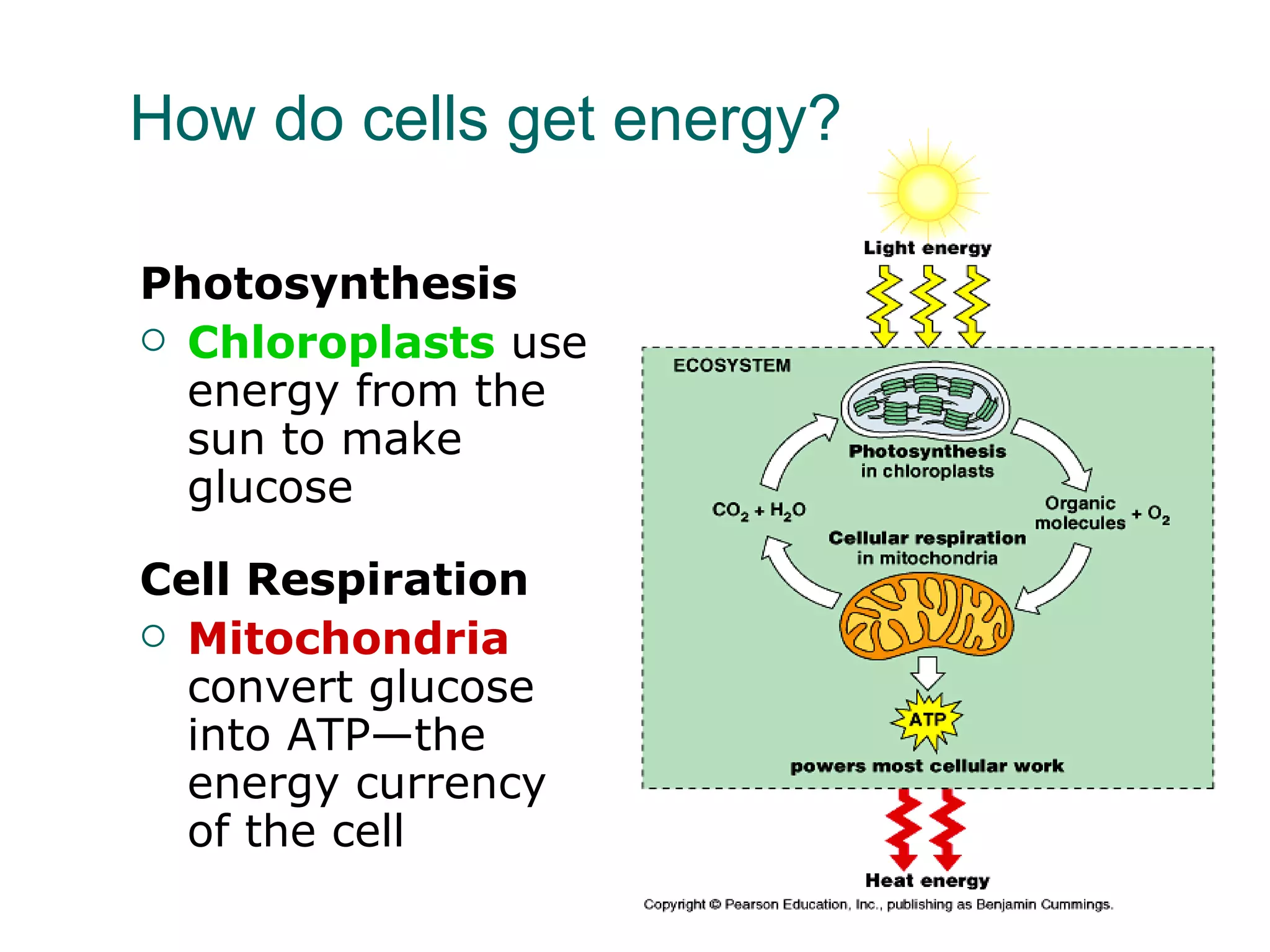 Cell Energy Respiration | PPT