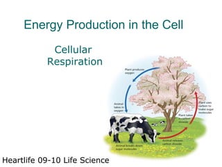Cell Energy Respiration | PPT