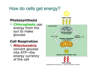 Cell Energy Respiration | PPT