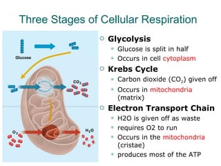 Cell Energy Respiration | PPT