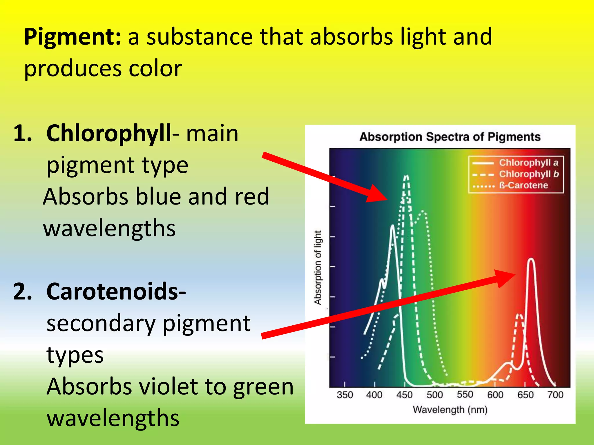 Cell energy 1: Photosynthesis | PPTX