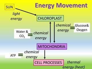 Cell Energy 1 Notes | PPTX