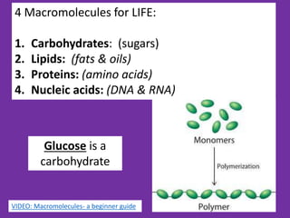 Cell Energy 1 Notes | PPT