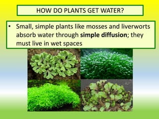 Cell Energy 1 Notes | PPT