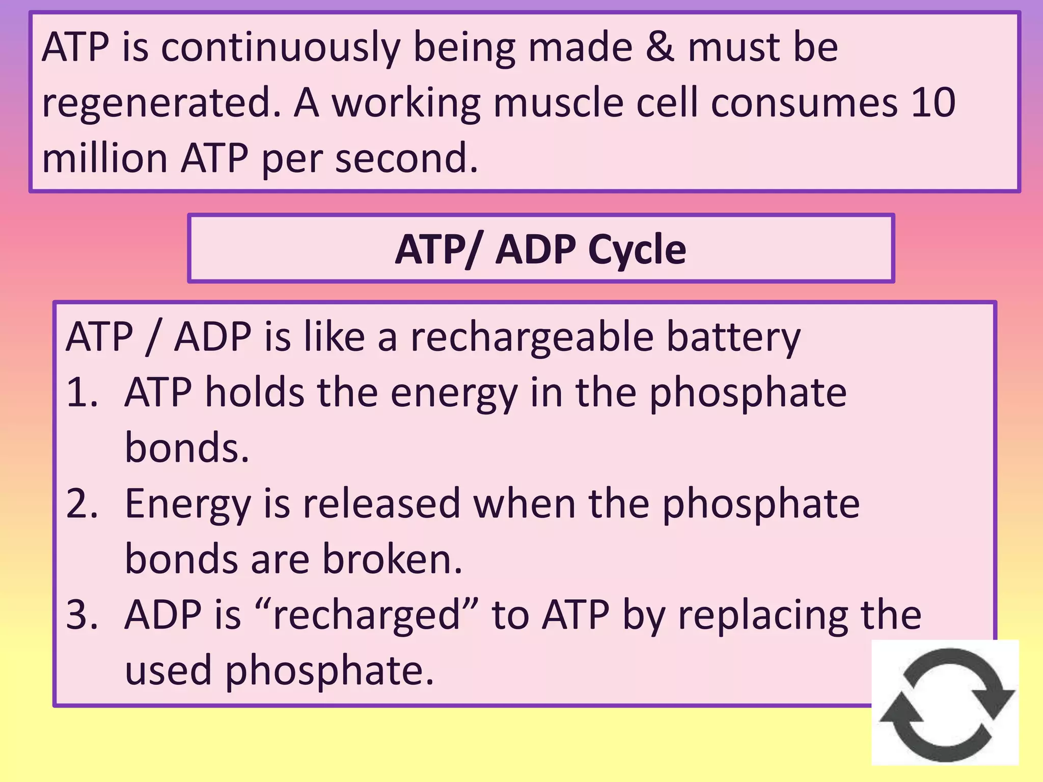Cell Energy 2: Respiration & Fermentation | PPTX