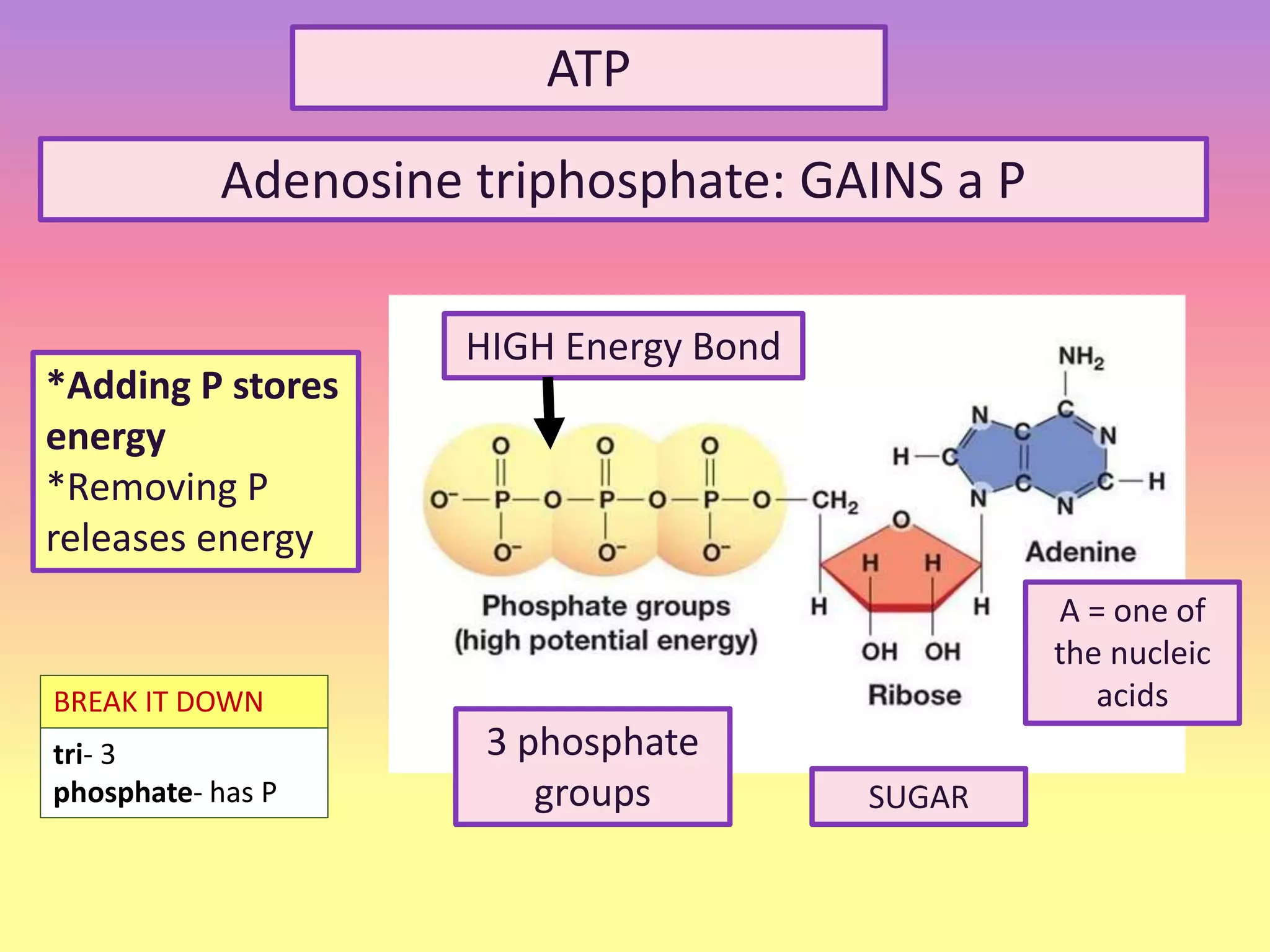 Cell energy 2 cellular respiration | PPTX