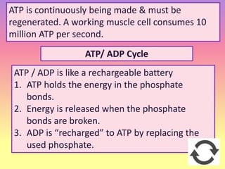 Cell energy 2 cellular respiration | PPTX