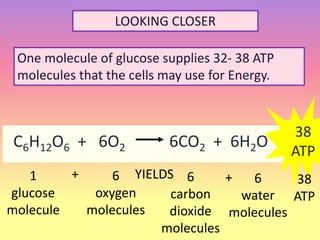 6o2 Molecule