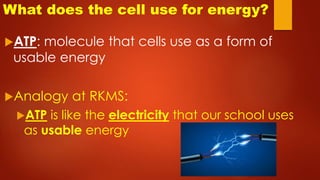 Cell energy 7th | PPTX