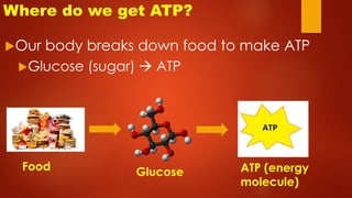 Cell energy 7th | PPTX