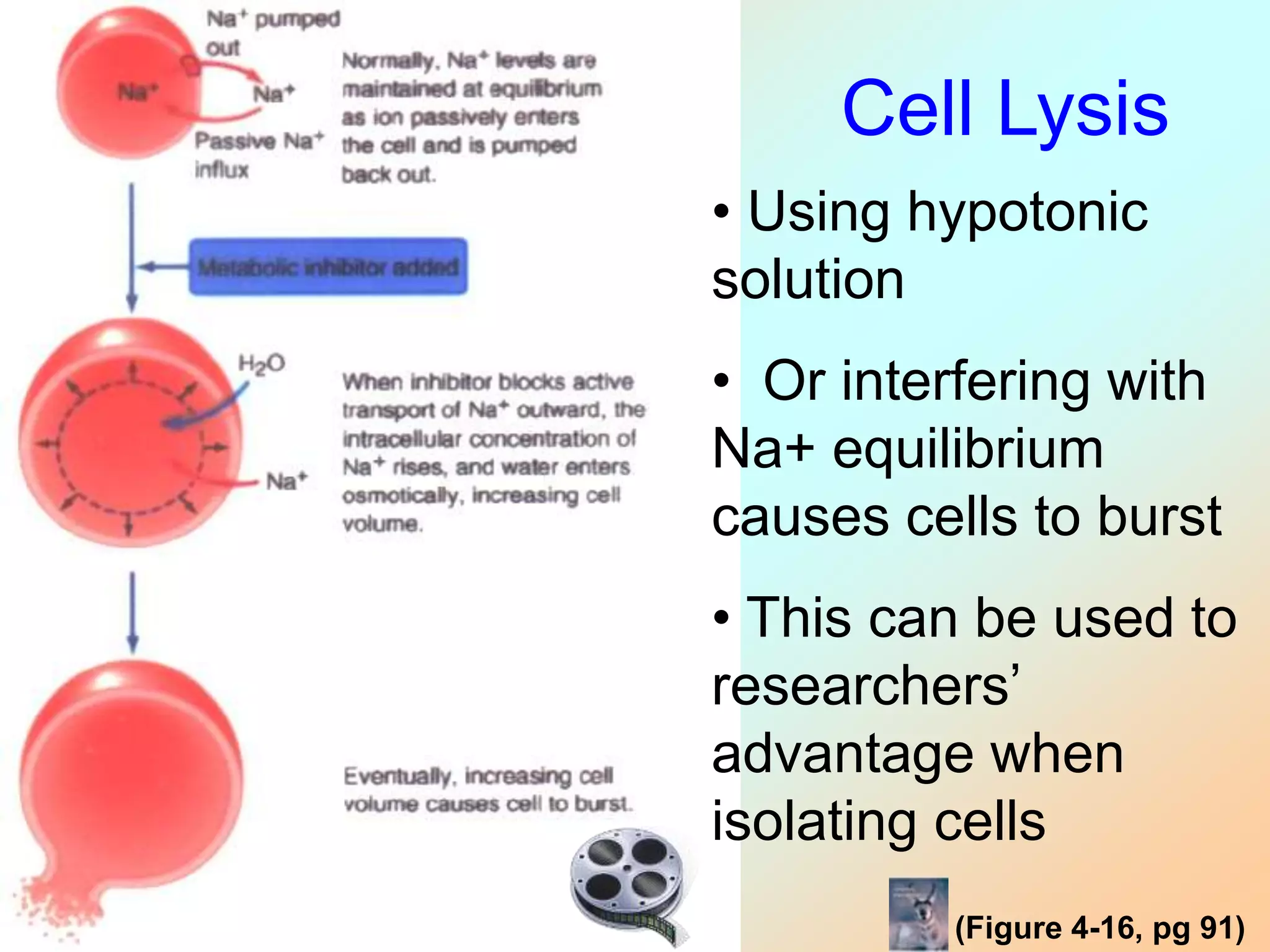 Cell engineering & biology.ppt