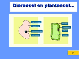 Cellen Organen En Weefsels | PPT