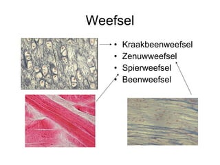 Cellen Powerpoint | PPT