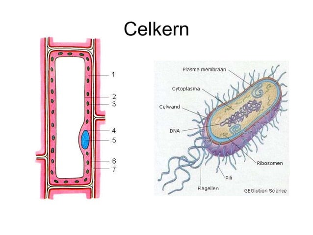Cellen Powerpoint | PPT