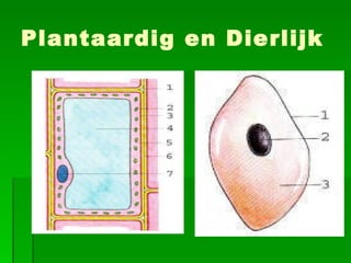 Cellen Staan Aan De Basis | PPT