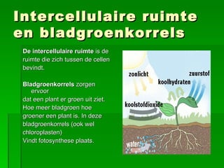 Cellen Staan Aan De Basis | PPT