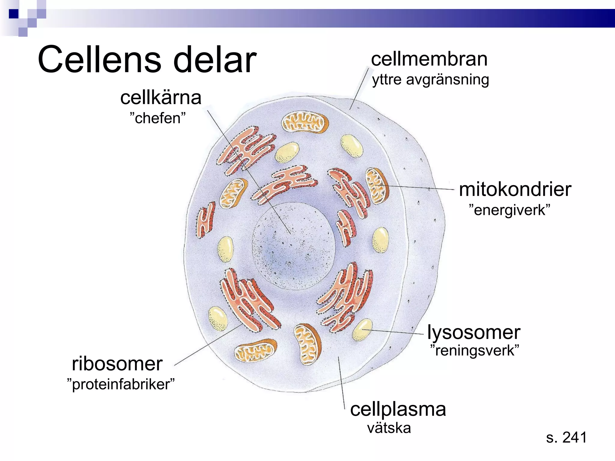 Celler i samarbete | PPT | Biological Sciences | Science