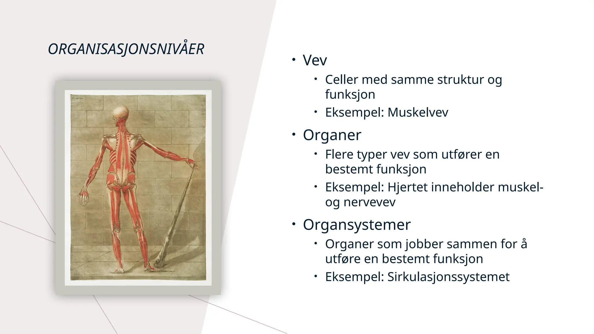 Presentasjon av kroppens byggesteiner cellene | PPTX