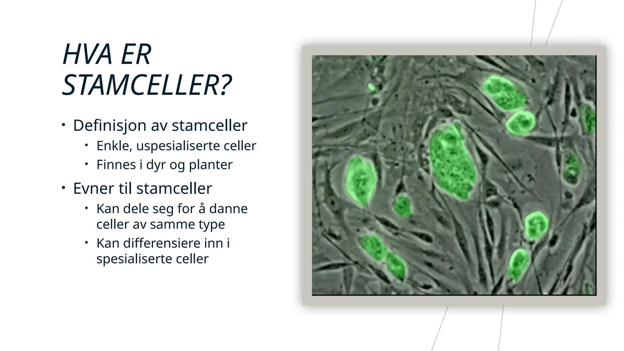 Presentasjon av kroppens byggesteiner cellene | PPTX