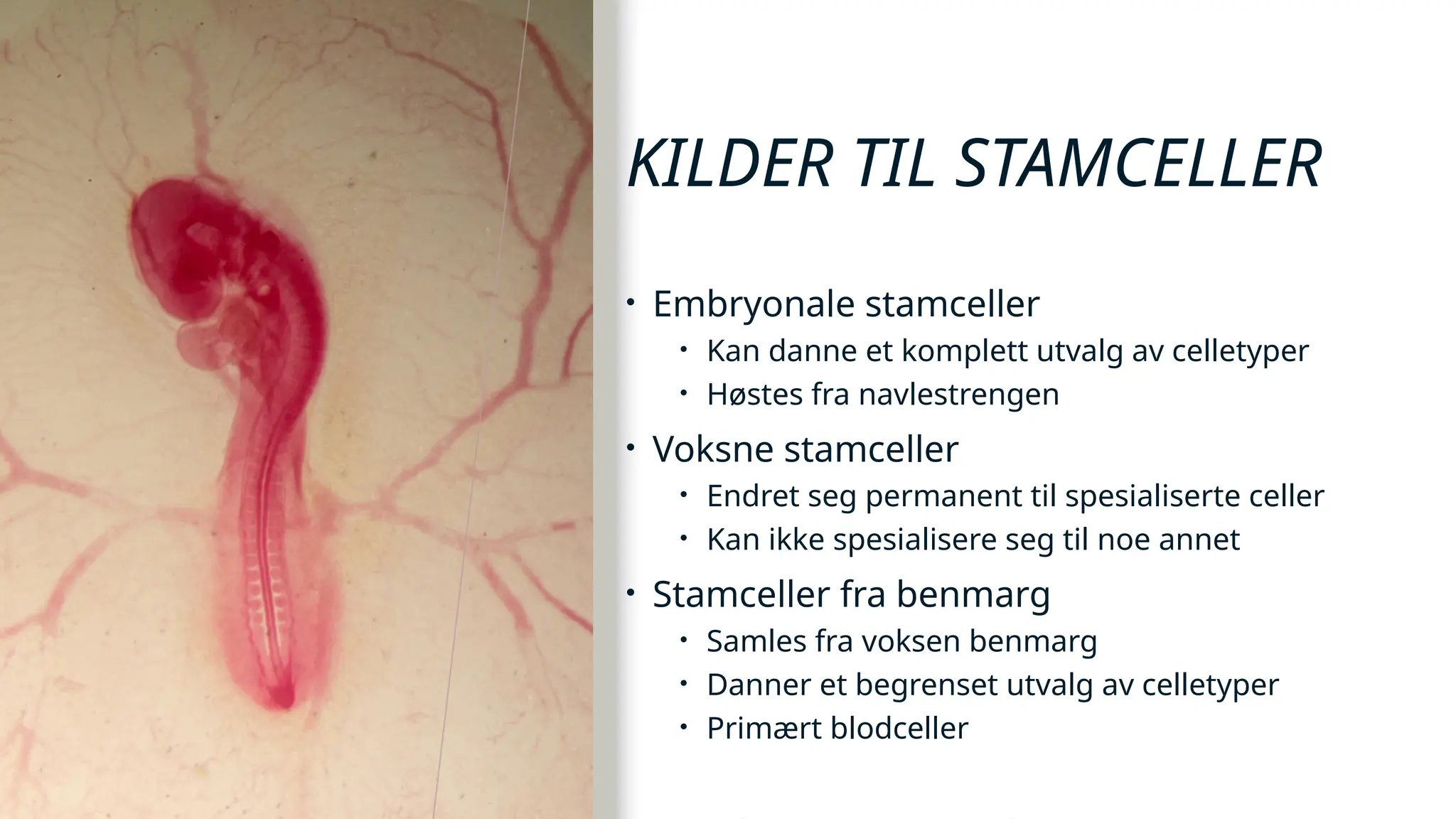 Presentasjon av kroppens byggesteiner cellene | PPTX