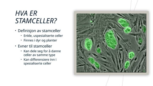 Presentasjon av kroppens byggesteiner cellene | PPTX