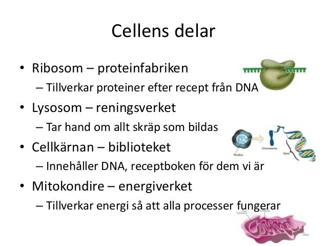 Cellerochdna