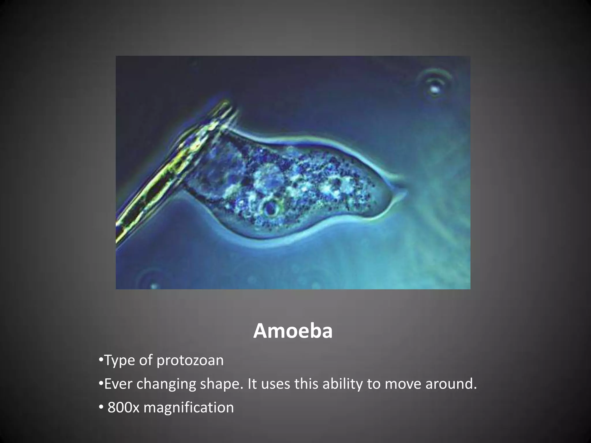 Cell examination | PPTX