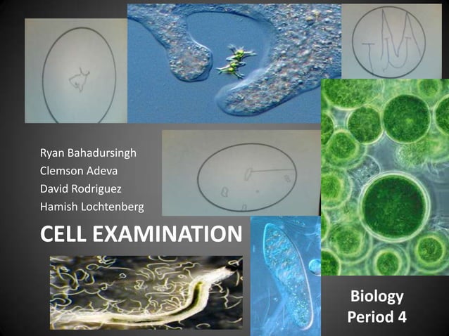 Cell examination | PPTX