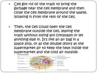 Cell excretion | PPTX