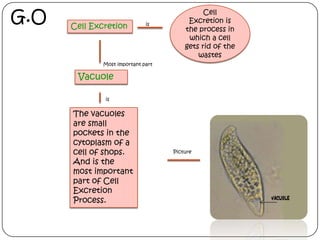Cell excretion | PPTX