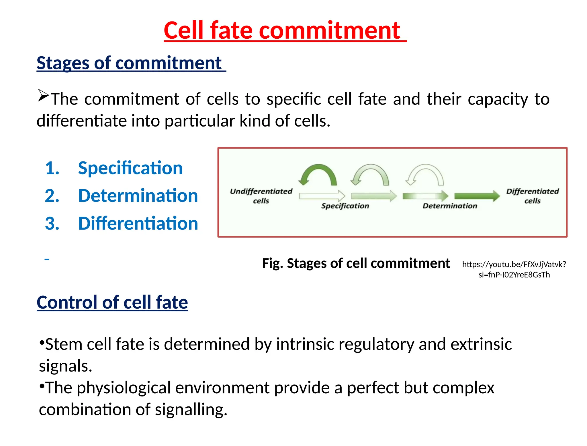 cell fate and lineage notes for msc.pptx