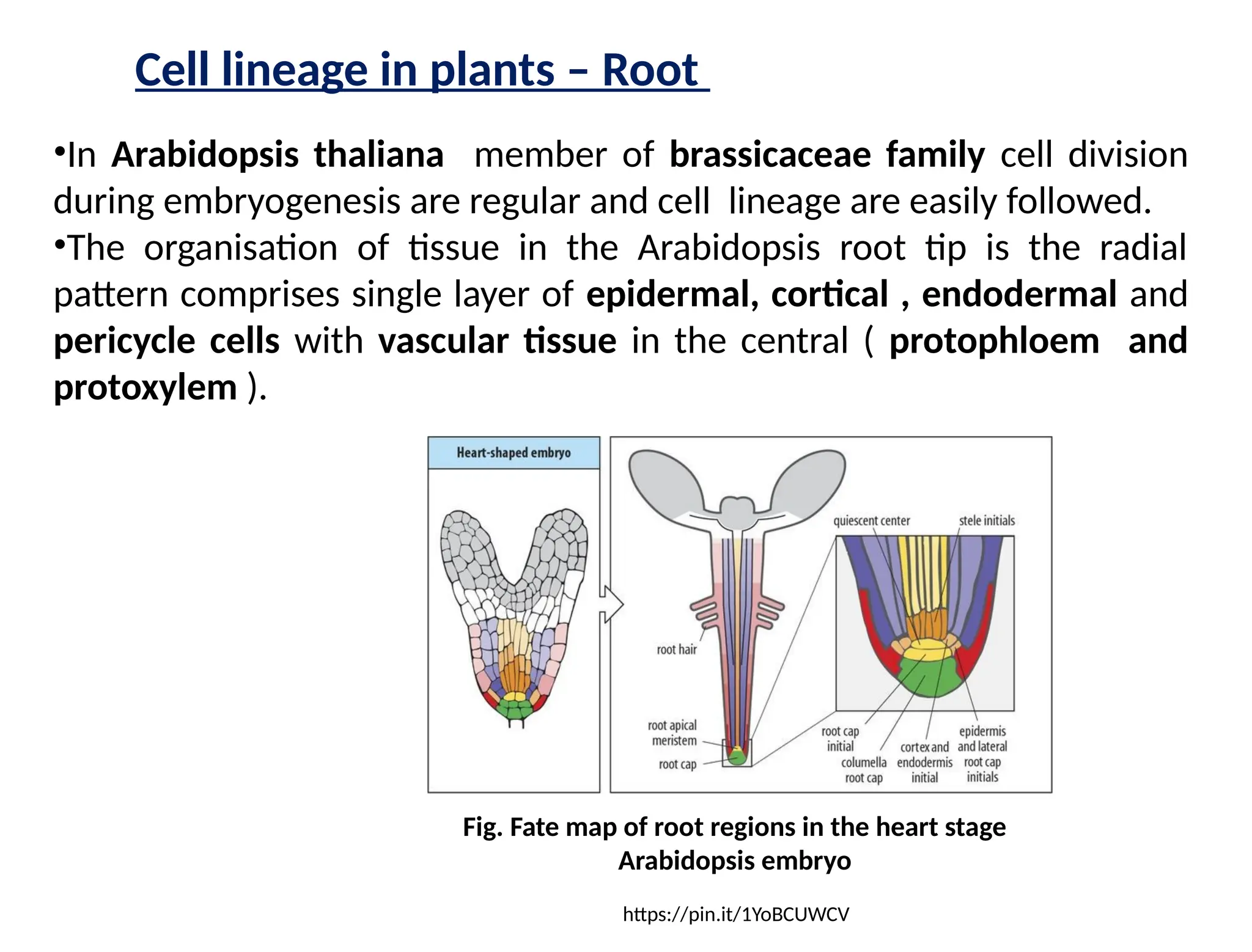 cell fate and lineage notes for msc.pptx