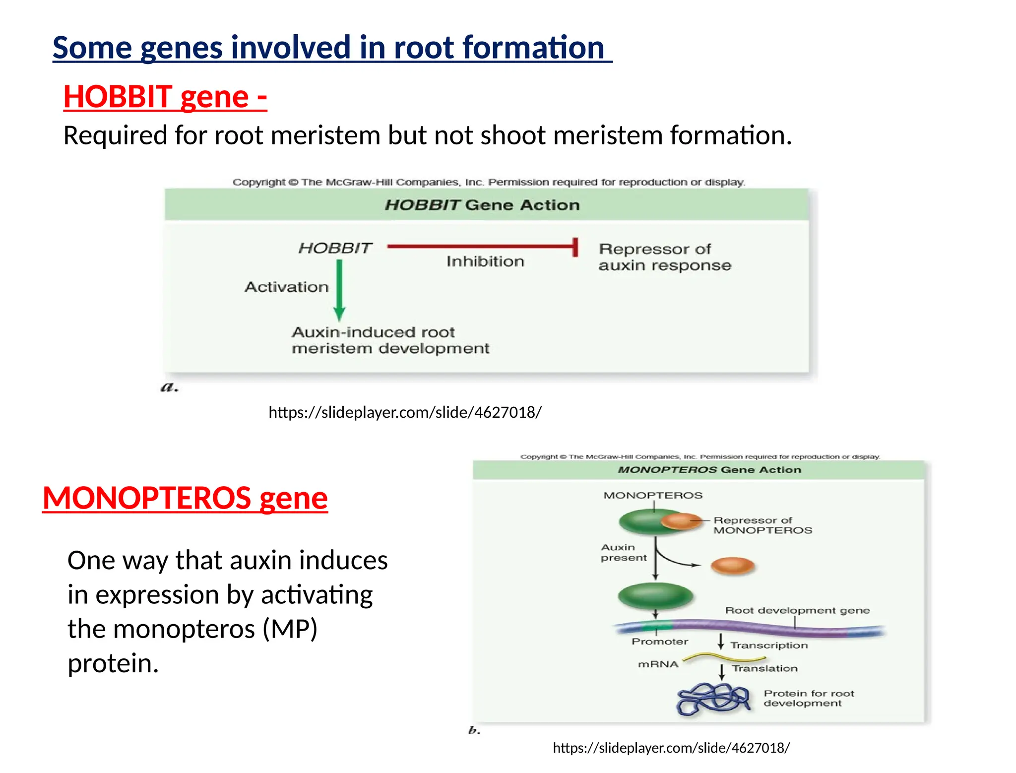 cell fate and lineage notes for msc.pptx