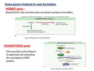 cell fate and lineage notes for msc.pptx