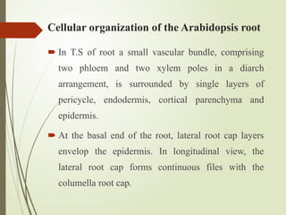 Cell fate and lineages (Root), pattern formation.pptx