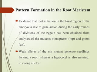 Cell fate and lineages (Root), pattern formation.pptx