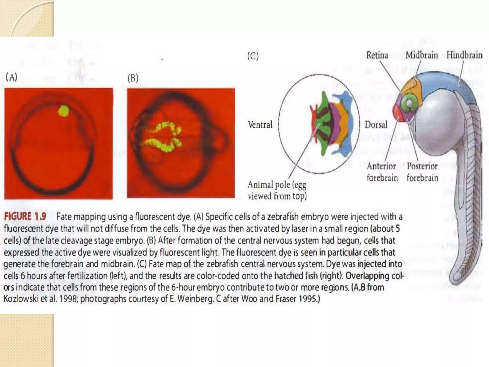 Cell fate (fate maps) | PPTX
