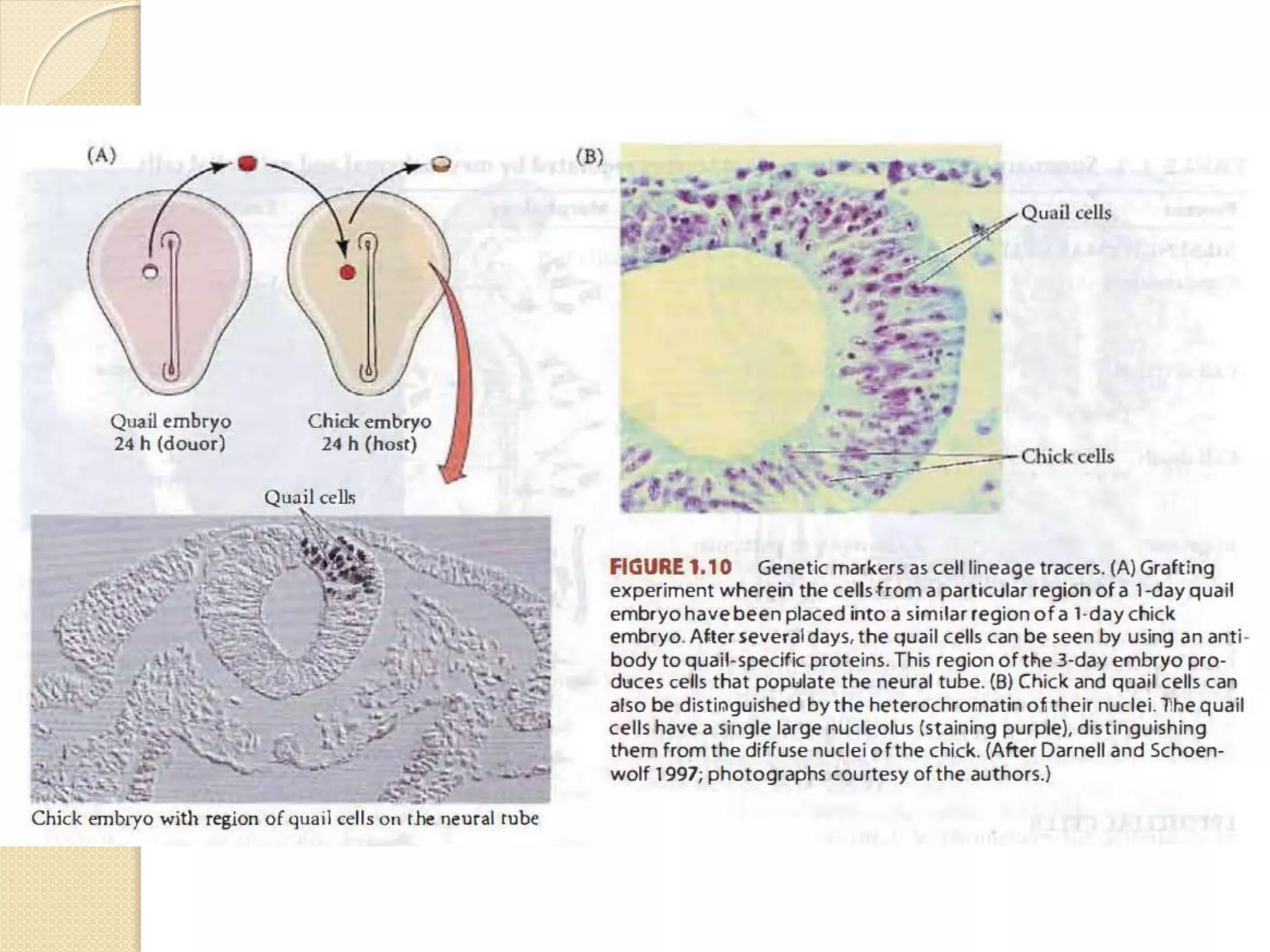 Cell fate (fate maps) | PPTX
