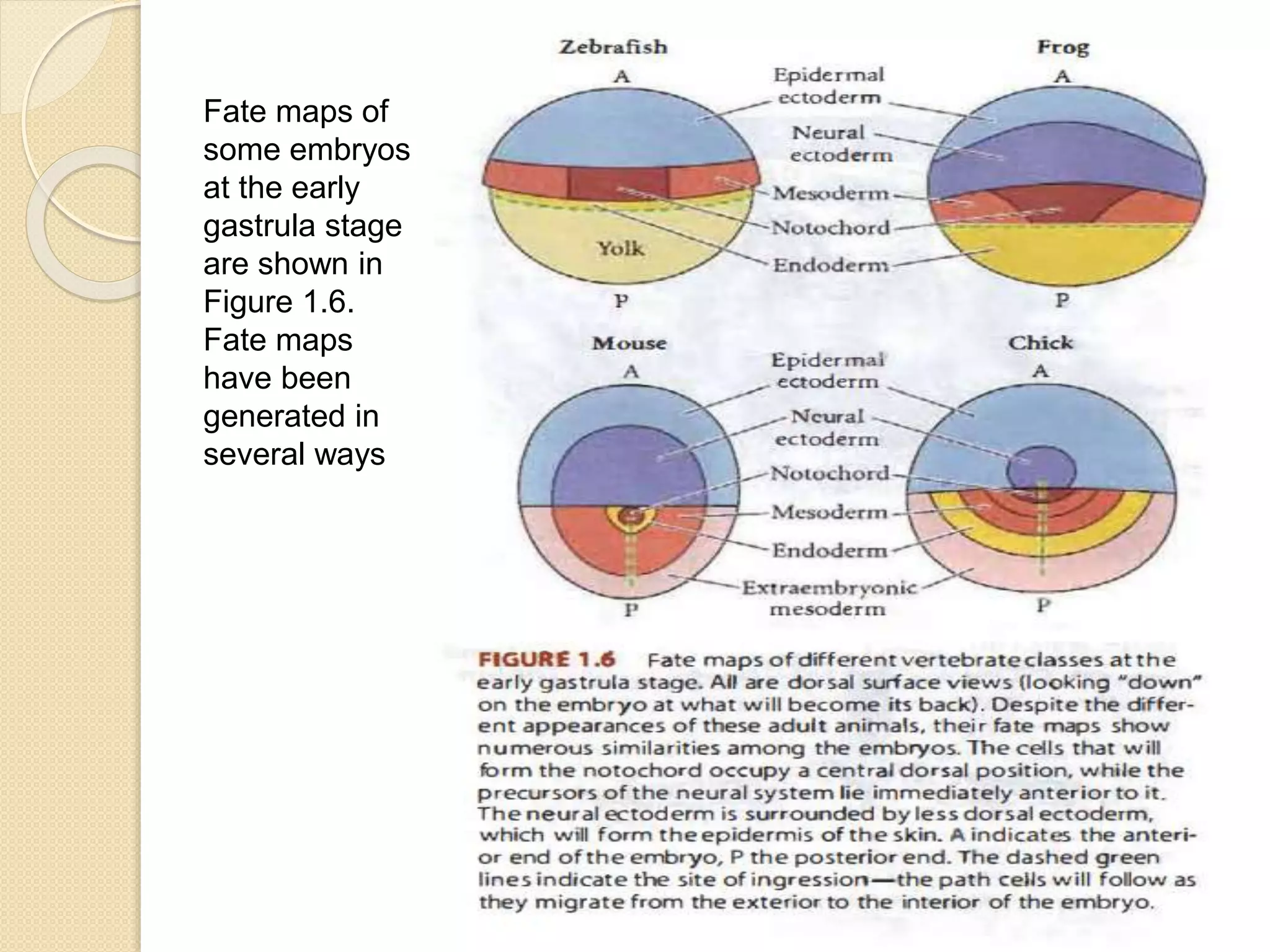Cell fate (fate maps) | PPTX