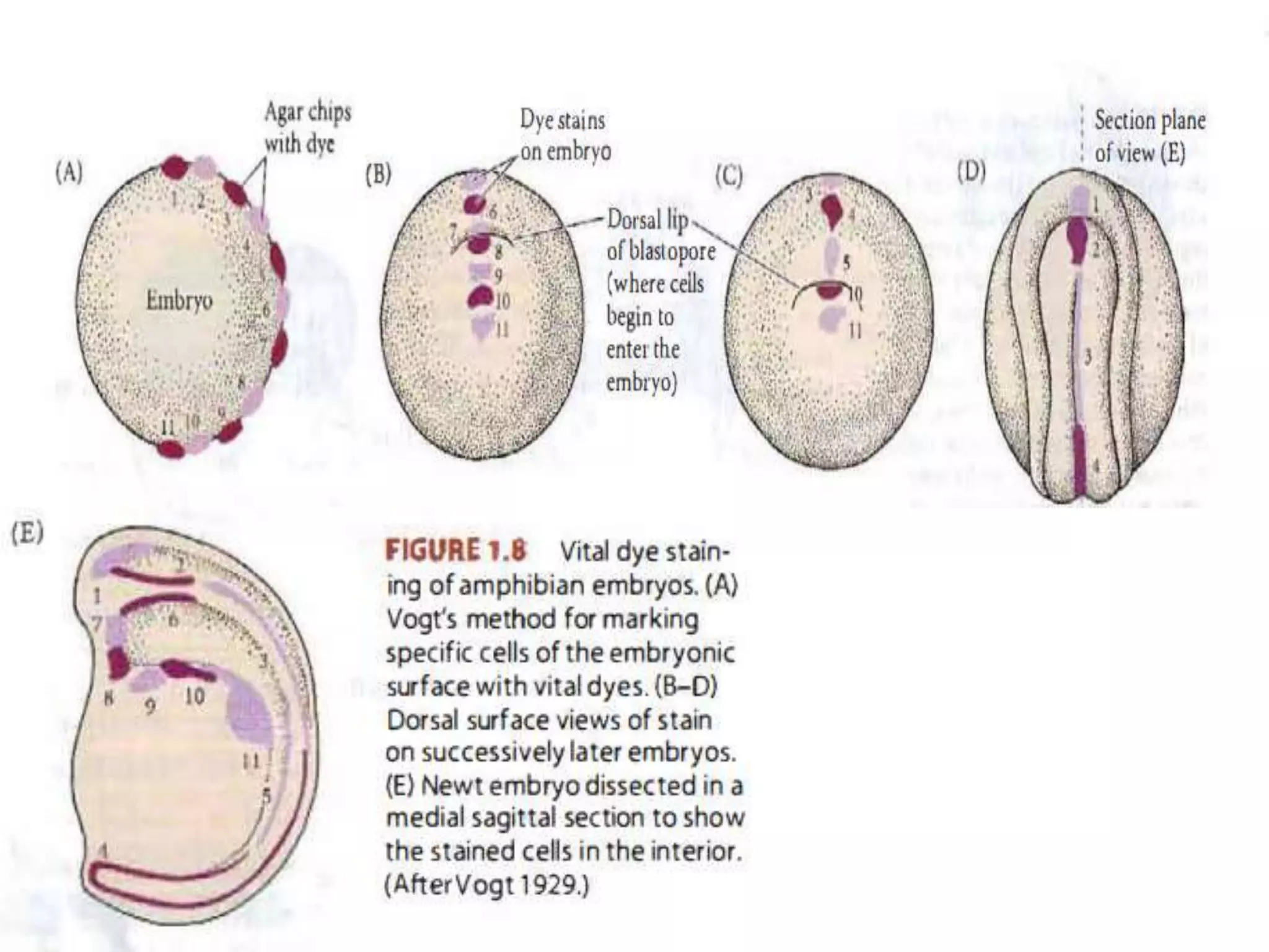 Cell fate (fate maps) | PPTX