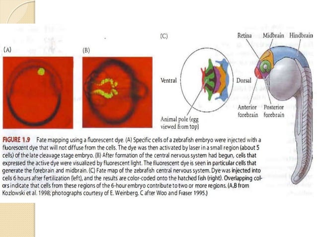 Cell fate (fate maps) | PPTX
