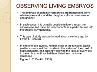 Cell fate (fate maps) | PPTX