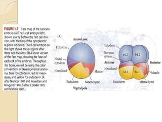 Cell fate (fate maps) | PPTX