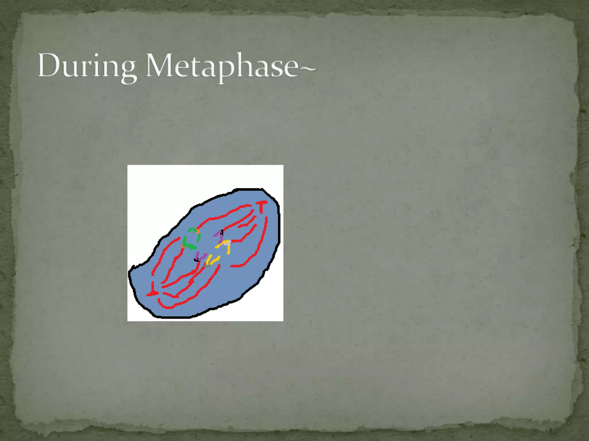 Cell flipbook | PPTX | Needlework | Arts and Crafts