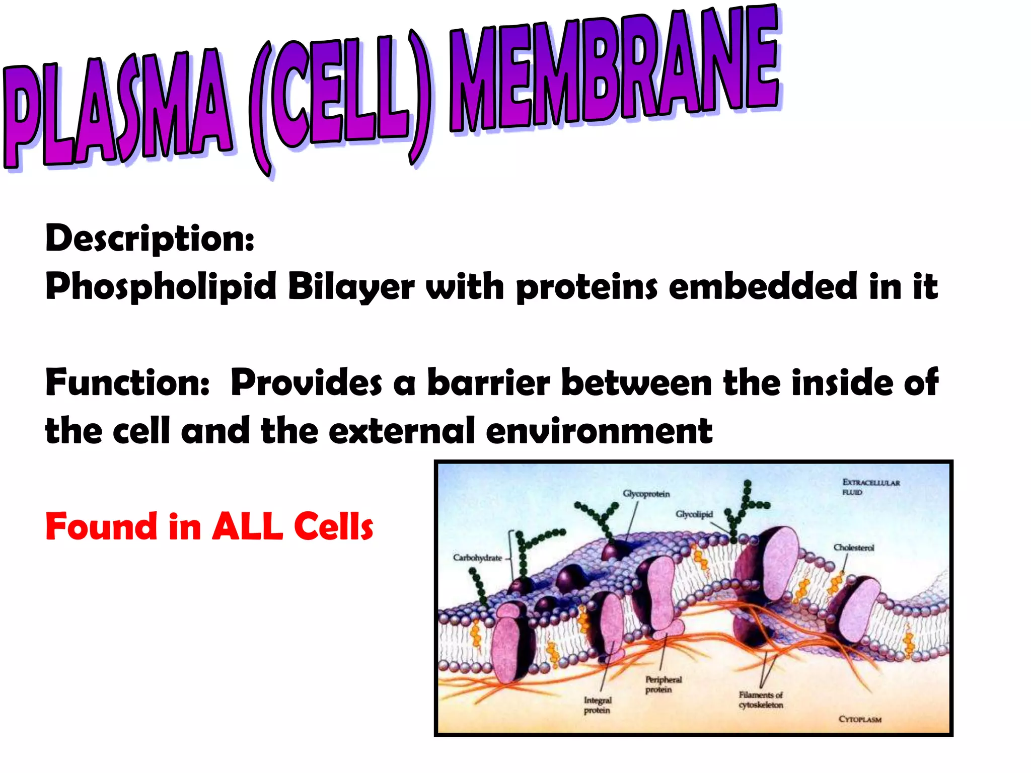 Cell flip notes organelles in order | PPT